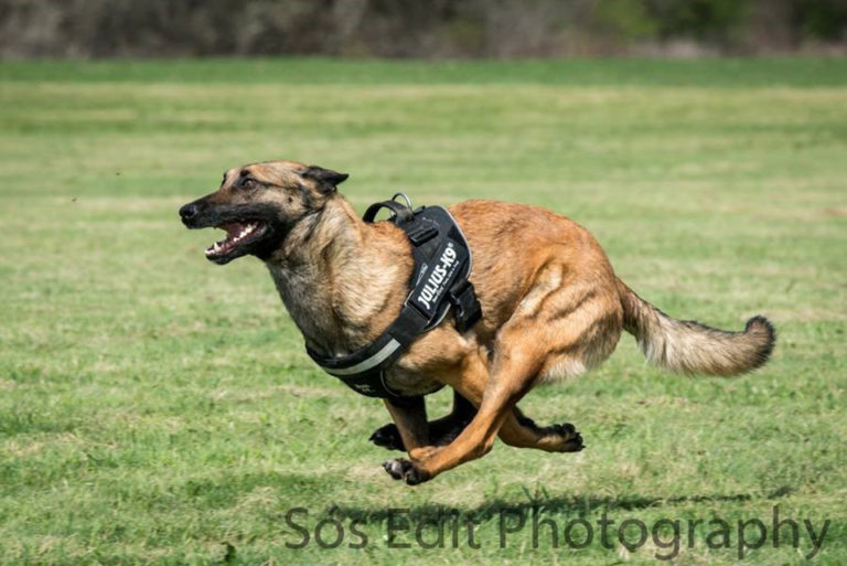 Maya set a new national record in a Julius-K9® harness - JK9