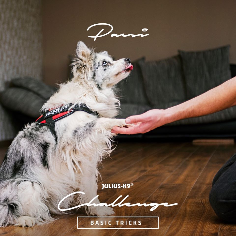 11. Pacsi – Julius-K9®