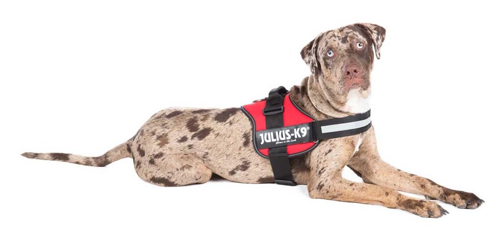 K9-Powerharness from inventor - JK9