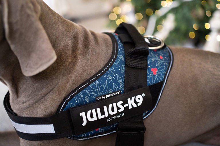 Julius-K9®’s product range has been expanded with festive dog harnesses ...