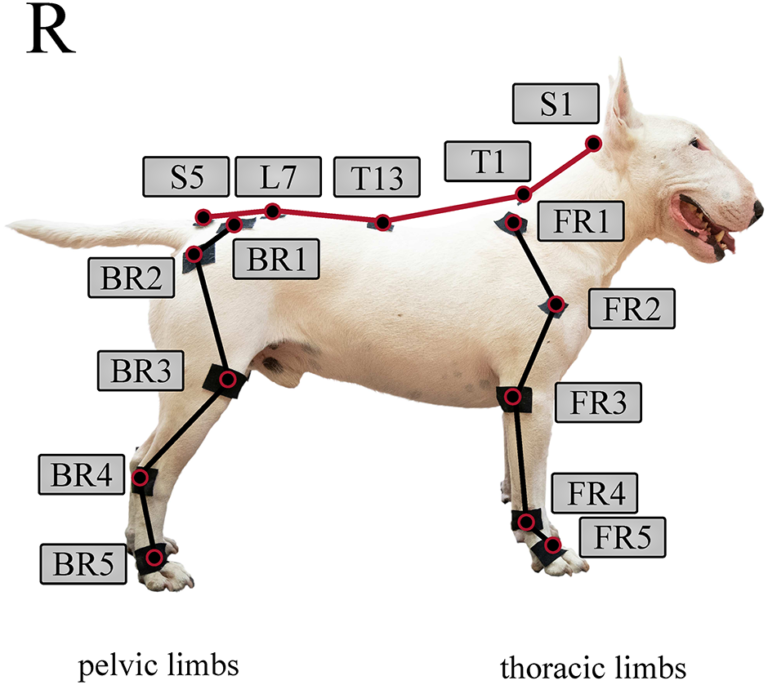 Development of a detailed canine gait analysis method for evaluating ...