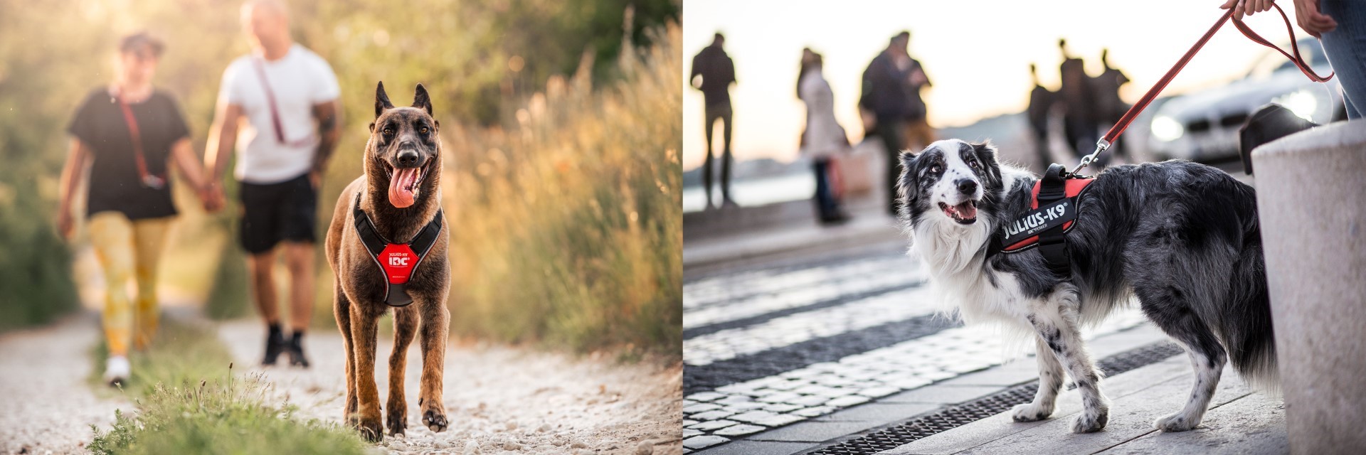 JULIUS-K9® - NEW DAY NEW WALK! - JK9